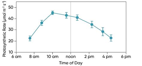 Heat Stress Effects On Corn Pioneer® Seeds