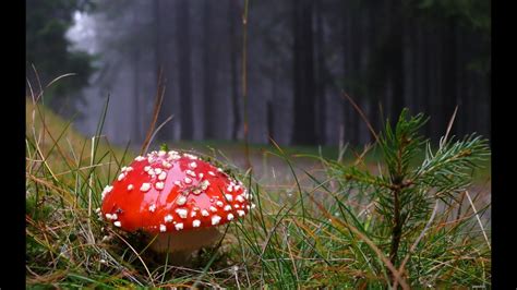 Trastorno De Conversión Youtube