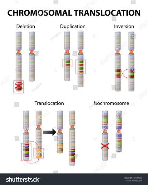 Mutation Chromosome Abnormality Deletions Duplications Translocations