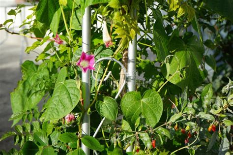 Ipomoea Purpurea Tickle Me Pink Blooms In October Berlin Germany Stock Photo Image Of Flora