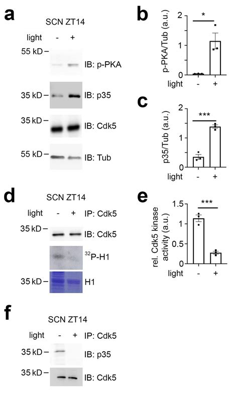 Figures And Data In Cyclin Dependent Kinase 5 Cdk5 Activity Is Modulated By Light And Gates