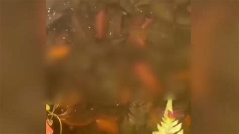 水中大熊猫桃花水母现身广东中山 所有人 澎湃新闻 The Paper