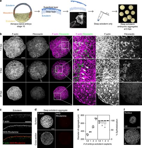 Surface Cells Of Deep Ectoderm Aggregates Undergo Epithelial Like Download Scientific Diagram