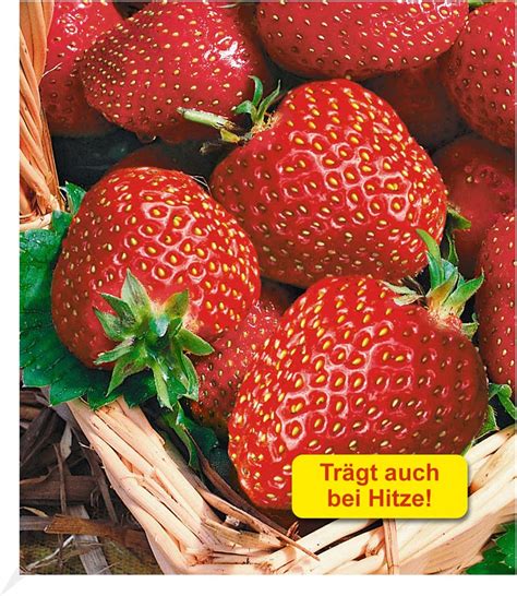 Baldur Garten Immertragende Erdbeere Seascape® 6 Pflanzen Fragaria