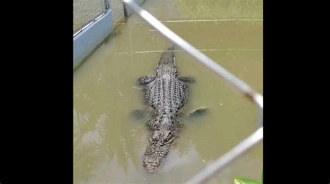 ფილიპინებში ტურისტს 5 მეტრიანი ნიანგი დაესხა თავს რომელიც მას პლასტმასის ფიგურა ეგონა კადრები