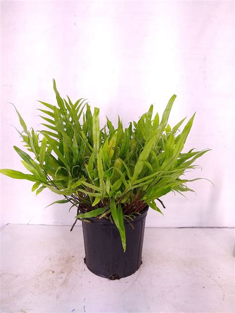 Buy Microsorum Scolopendrium Wart Fern Monarch Fern Free Shipping Over 100