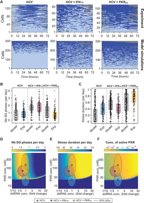 Stochastic Mathematical Model Of The Isr Recapitulates Hcv Induced Sg