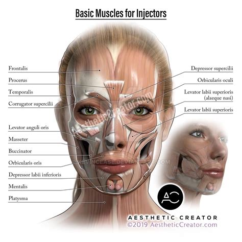 Basic Muscles For Injectors By Kevincease On Deviantart Facial