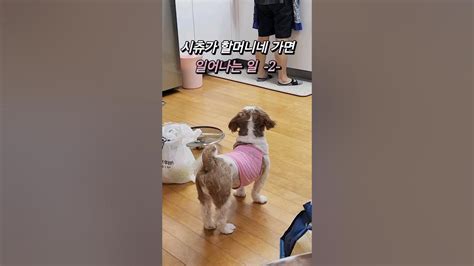 시츄가 할머니네 가면 일어나는 일 ️ Youtube