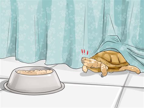Ways To Find A Turtle WikiHow