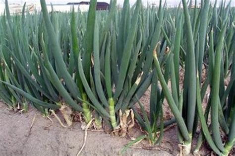 대파 파종시기 재배방법대파모종 심는시기