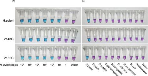 Sensitivity And Specificity Of The Colorimetric Lamp Assay A The Download Scientific Diagram