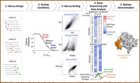 Conformational Epitope Mapping Map Resume Examples Gq96gbeyor