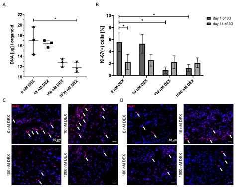 Analyses Of Organoid Dna Content And Incidence Of Proliferative Cells