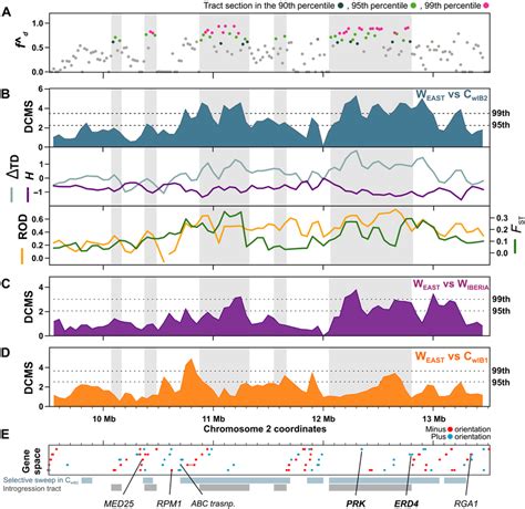 signals of introgression and positive selection in one of the strongest