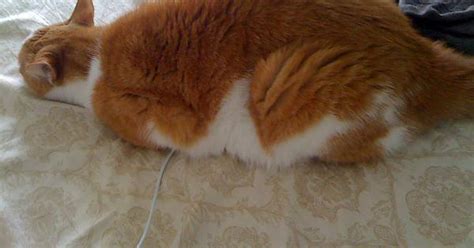 Spherical Cat May Need Less Spherical Imgur Spherical Cat May Need Less Spherical Imgur