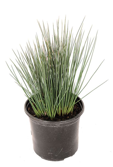Juncus Blue Dart Lifestyle Home Garden Online Store