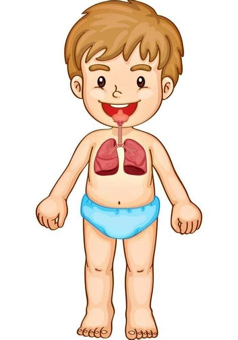 อวัยวะภายในร่างกาย ภาพน่ารักๆ จาก สื่อวิทย์ครูยุพา Facebook