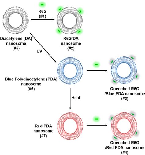 Schematic Illustration For The Preparation Of Pda Based Nanosomes And