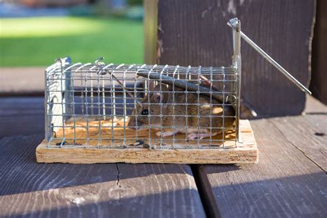 7 Easy Ways To Keep Mice Off Your Porch Pest Pointers
