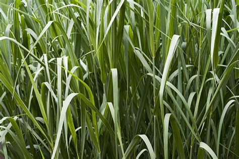 How To Grow Miscanthus Eulalia Grass