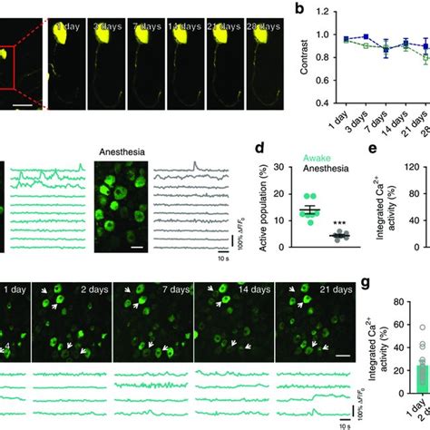 Chronic Two Photon Imaging Of Drg Sensory Neurons Over Time A