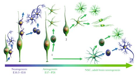Diagram Of The Main Stages Of Neurogenesis Neurons Arise From The Download Scientific Diagram