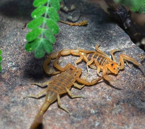 Arizona Bark Scorpion Detailed Guide Care Diet And Breeding Shrimp And Snail Breeder