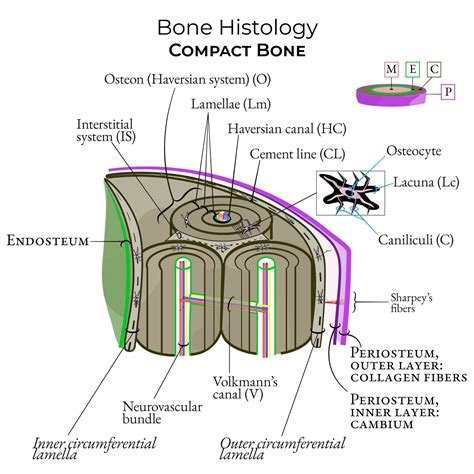Gross Anatomy Glossary Bone Histology Ditki Medical And Biological