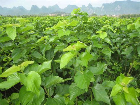桑树的种类 饲用桑树品种哪个好 桑树都有哪些品种 大山谷图库