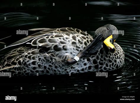 A Duck Having A Scratch Stock Photo Alamy