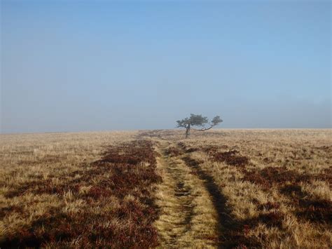 나무 미스 트 초록 Pixabay의 무료 사진 Pixabay