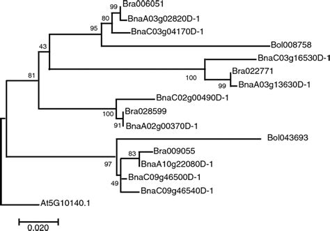 The Role Of Flowering Locus C In Vernalization Of Brassica The