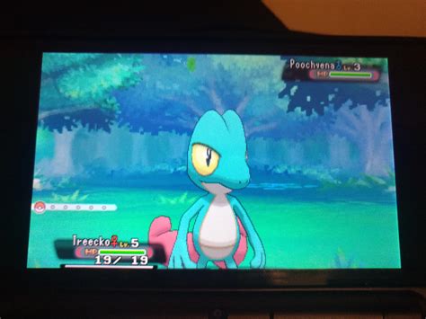 Gen 6 Got A Shiny Treeko The Day I Switch To Treekos Over Mudkips 1st Shiny For My Omega Ruby
