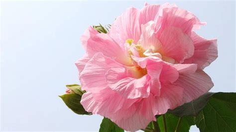 成都市花是什么花 发财农业网