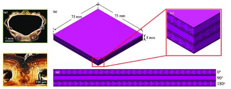Schematic Diagram Of Bio B Inspired By Beetle Exoskeleton [34] A Download Scientific Diagram