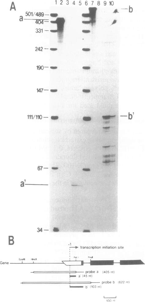 Mapping Of Transcription Initiation Sites By Rnase Protection Analysis Download Scientific