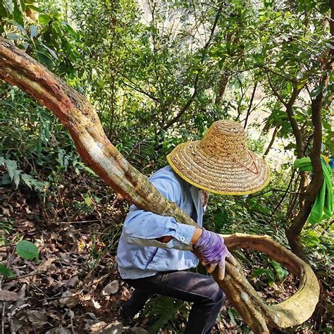 正宗鸡血藤中药材广西野生老藤血风藤草药调理泡茶泡酒泡脚月经广西野生30年老藤250克深山野生鸡血藤 虎窝购