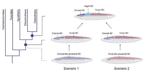 Figure 4 From The Molecular Basis Of Neural Crest Axial Identity Semantic Scholar