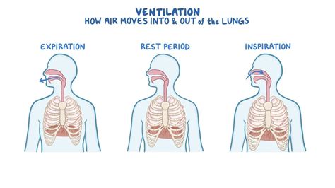 Breathing Cycle And Regulation Video Causes And Meaning Osmosis