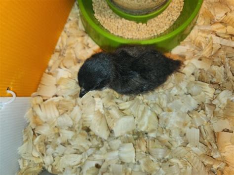 Barred Rockeaster Egger Chick Backyard Chickens Learn How To Raise Chickens
