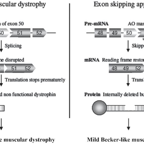 Figure Figure Of Exon Skipping Gene Therapy Arranged From That Download Scientific Diagram
