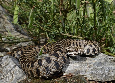 Vipera Italiana Come Riconoscerla E Cosa Fare Se Ci Morde