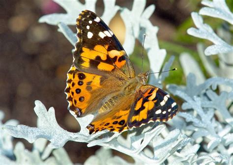 Butterfly Shutterbug