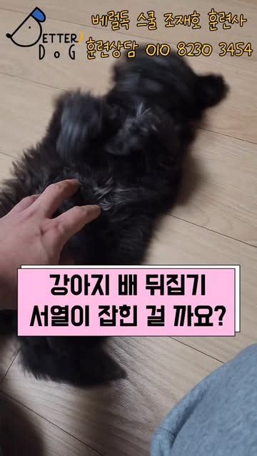 19년 경력 Kkf 1급 애견훈련사 조재호 훈련사 베럴독 애견호텔애견유치원강아지방문훈련훈련소 ⬇️강아지 눈물 원인과 해결책⬇️ 강아지가 눈물이 나는 이유는