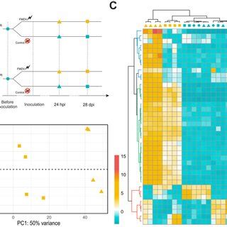 Experimental Setup Of RNA Sequencing And Exploratory Data Analysis A Download Scientific