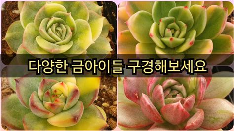 1월 10일 플라맹고레인보우환타지 등 처음보는 금들 구경해보세요 다육 다육이금 다육이 다육식물 다육이키우기 금다육 금다육이 Youtube