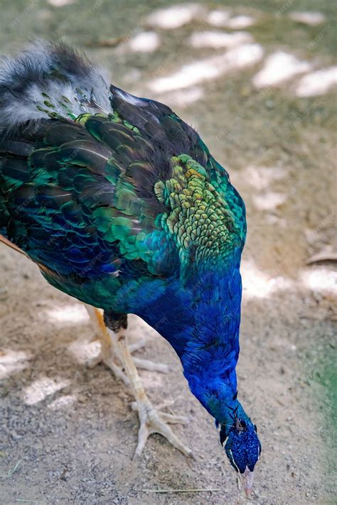 Premium Photo The Elegant Peacock With Its Colors Eating From The Ground