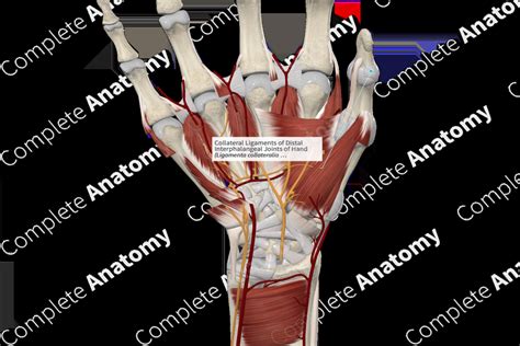 Collateral Ligaments Of Distal Interphalangeal Joints Of Hand
