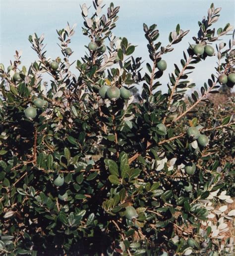 Dwarf Macadamia Tree Macadamia Integrifolia